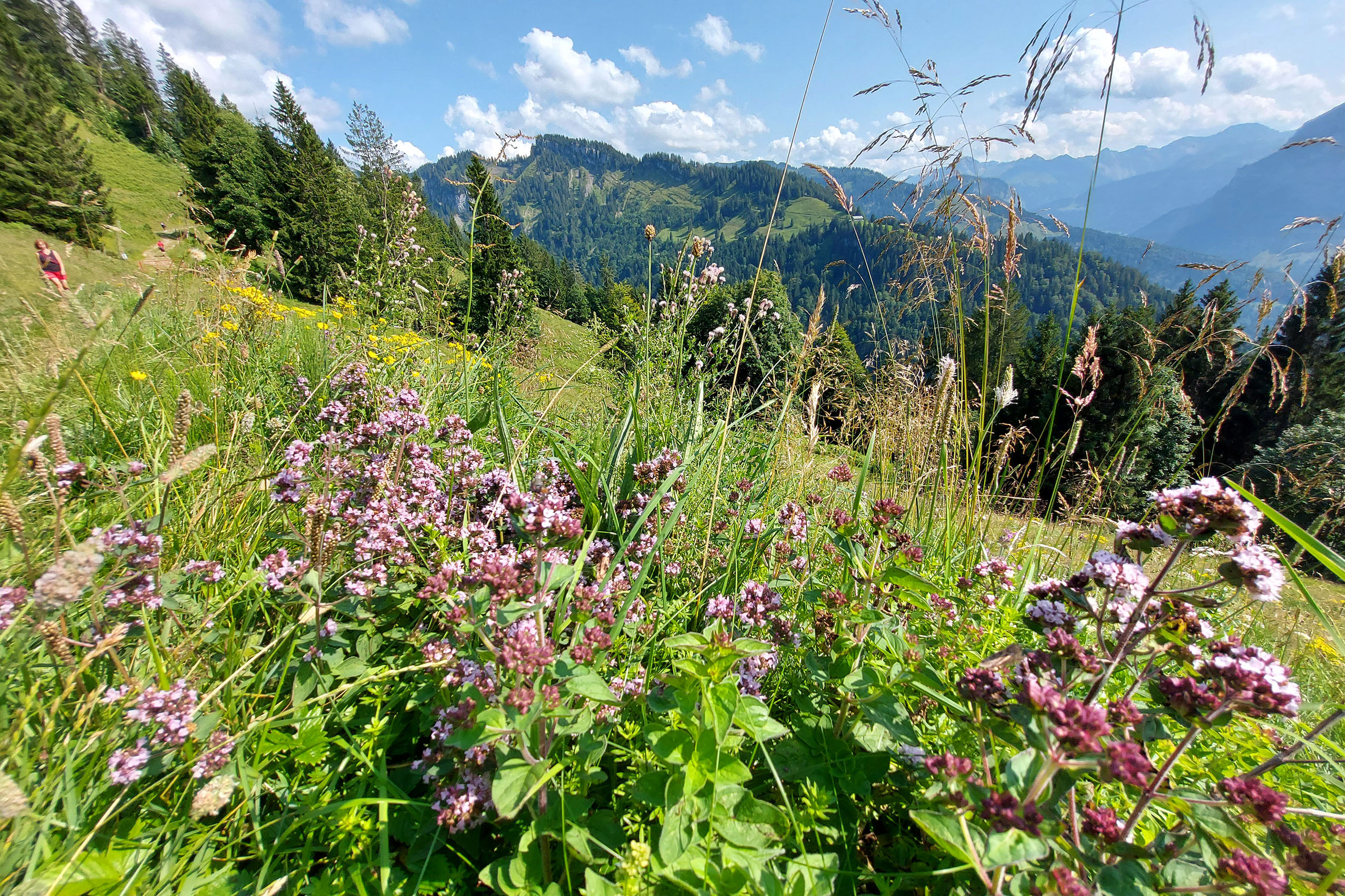 Bergwanderung ab Seilbahn Bezau - Alpe Wildmoos - loacker-naturreisen.com